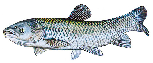 Amur bílý - NaRybolov.cz