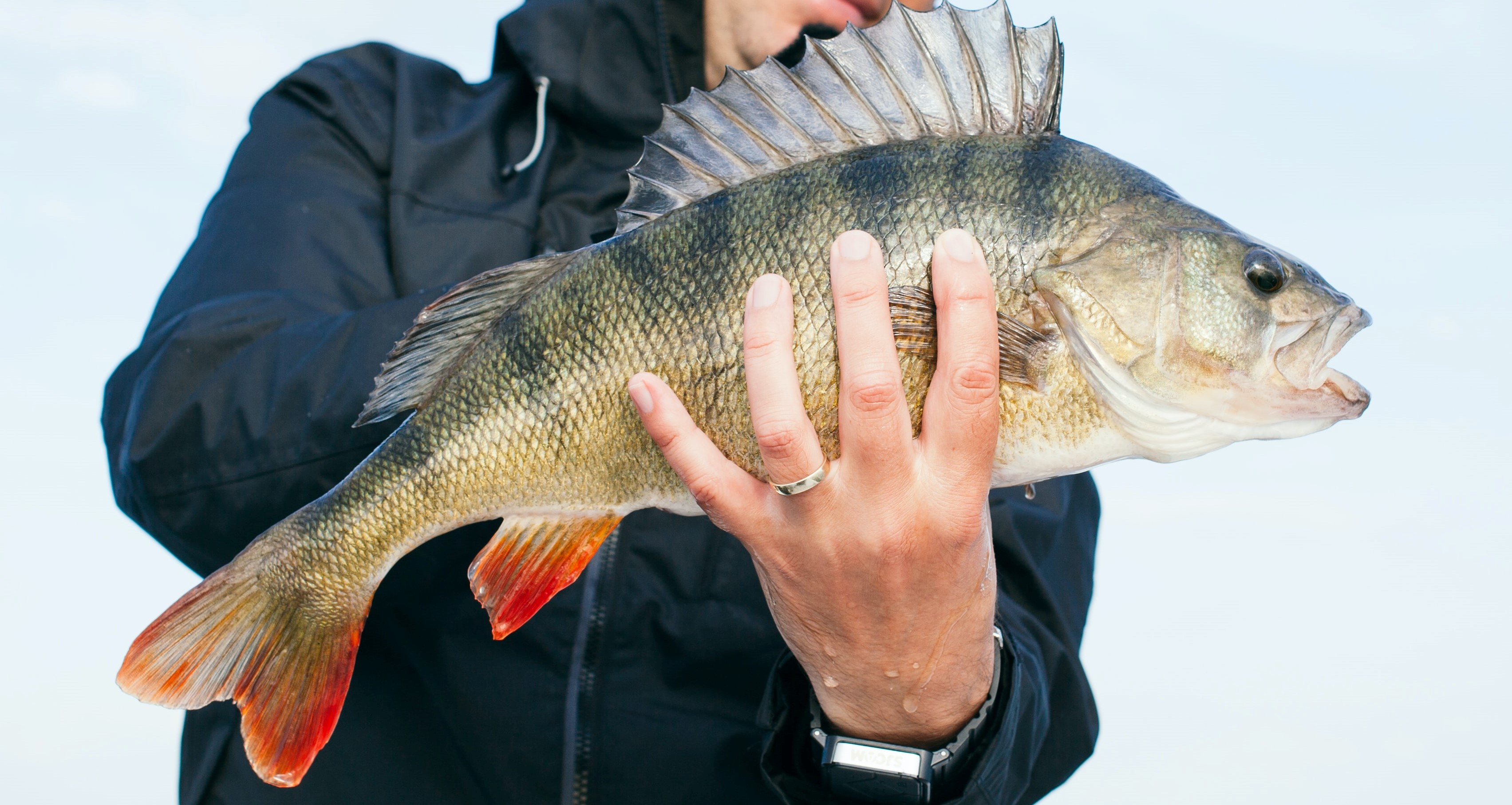 Jen okouni okouní - NaRybolov.cz